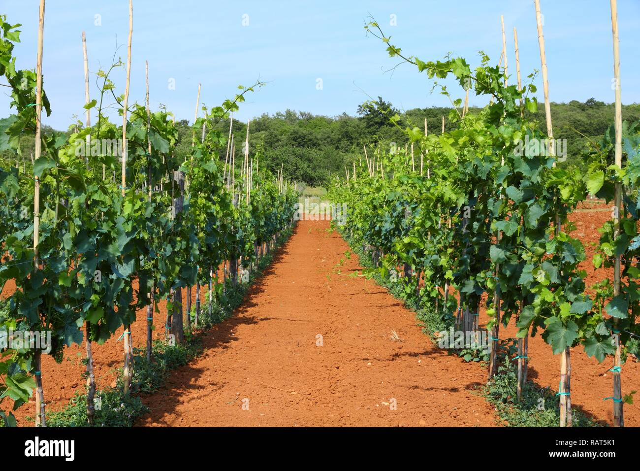 Croatia - vineyard on Istria peninsula. Agriculture on red soil Stock ...