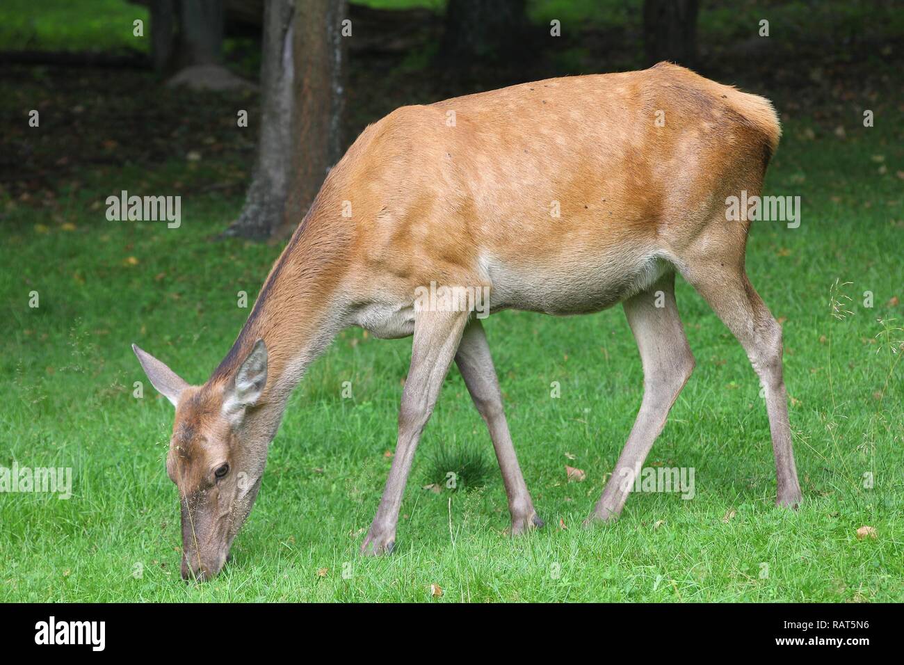Bialowieza - national park and UNESCO World Heritage Site in Poland ...