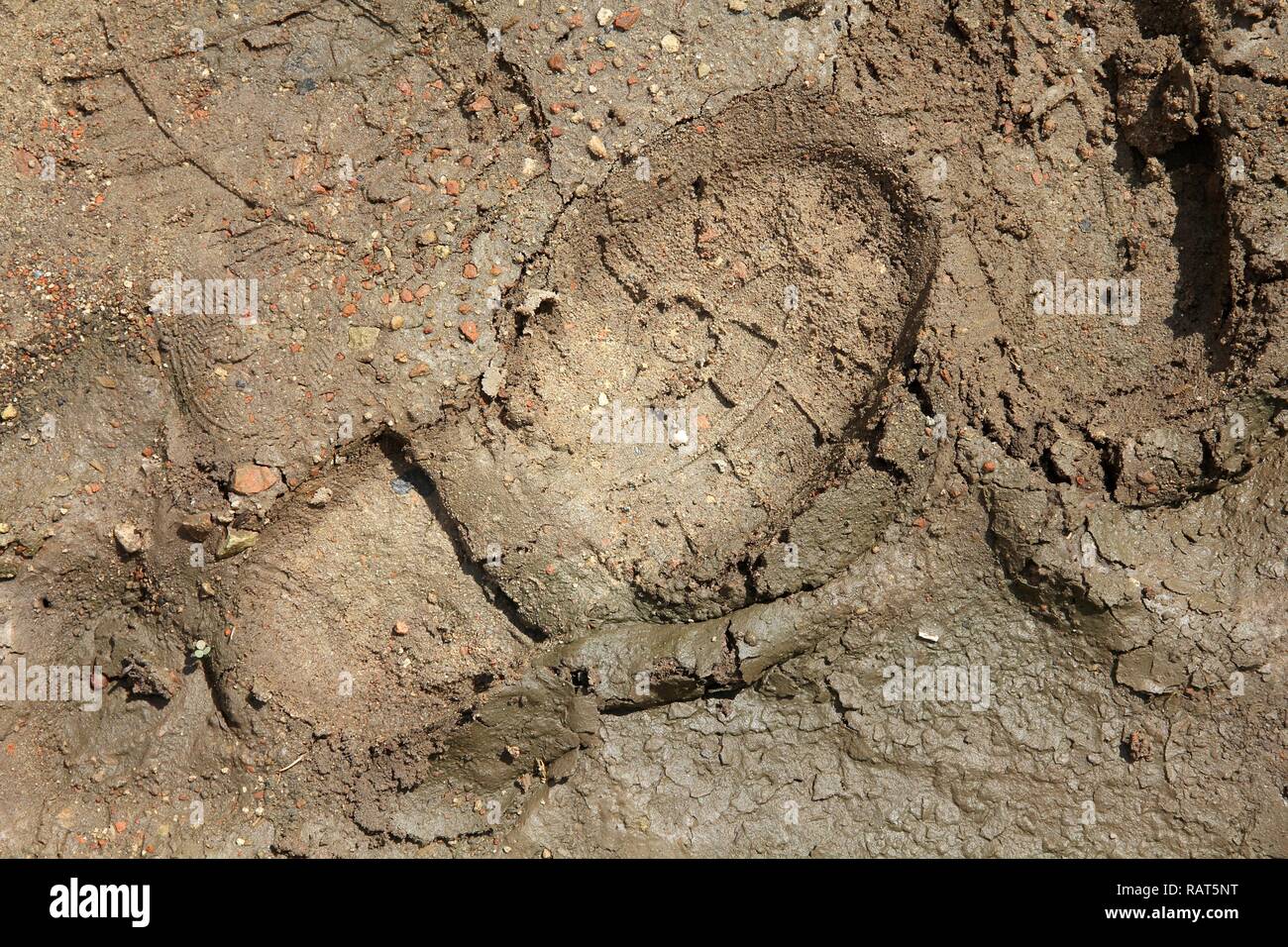 Shoe print in mud. Muddy soil footprint Stock Photo - Alamy