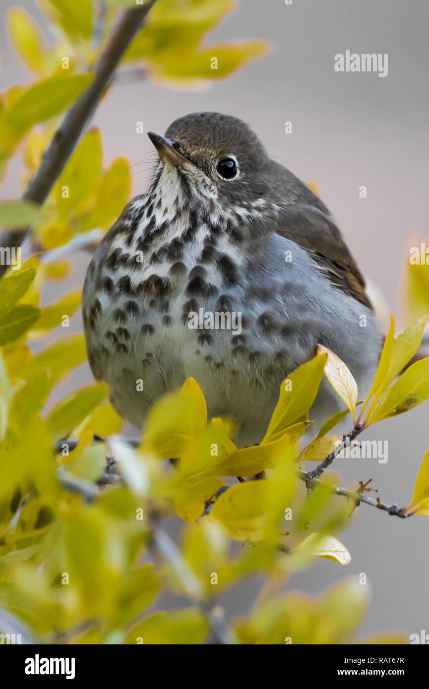 Catharus guttatus auduboni hi-res stock photography and images - Alamy