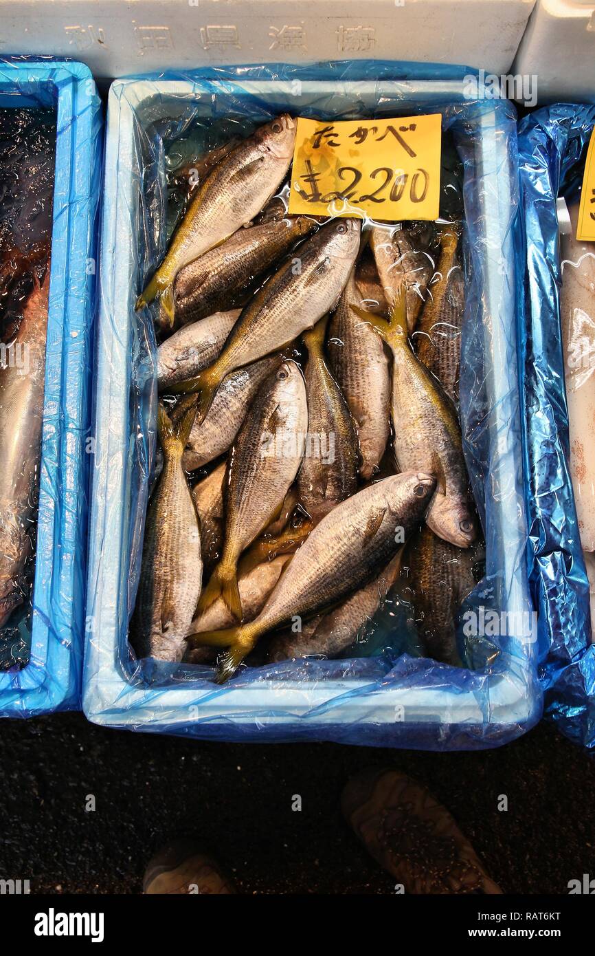 Biggest fish in the world hi-res stock photography and images - Alamy