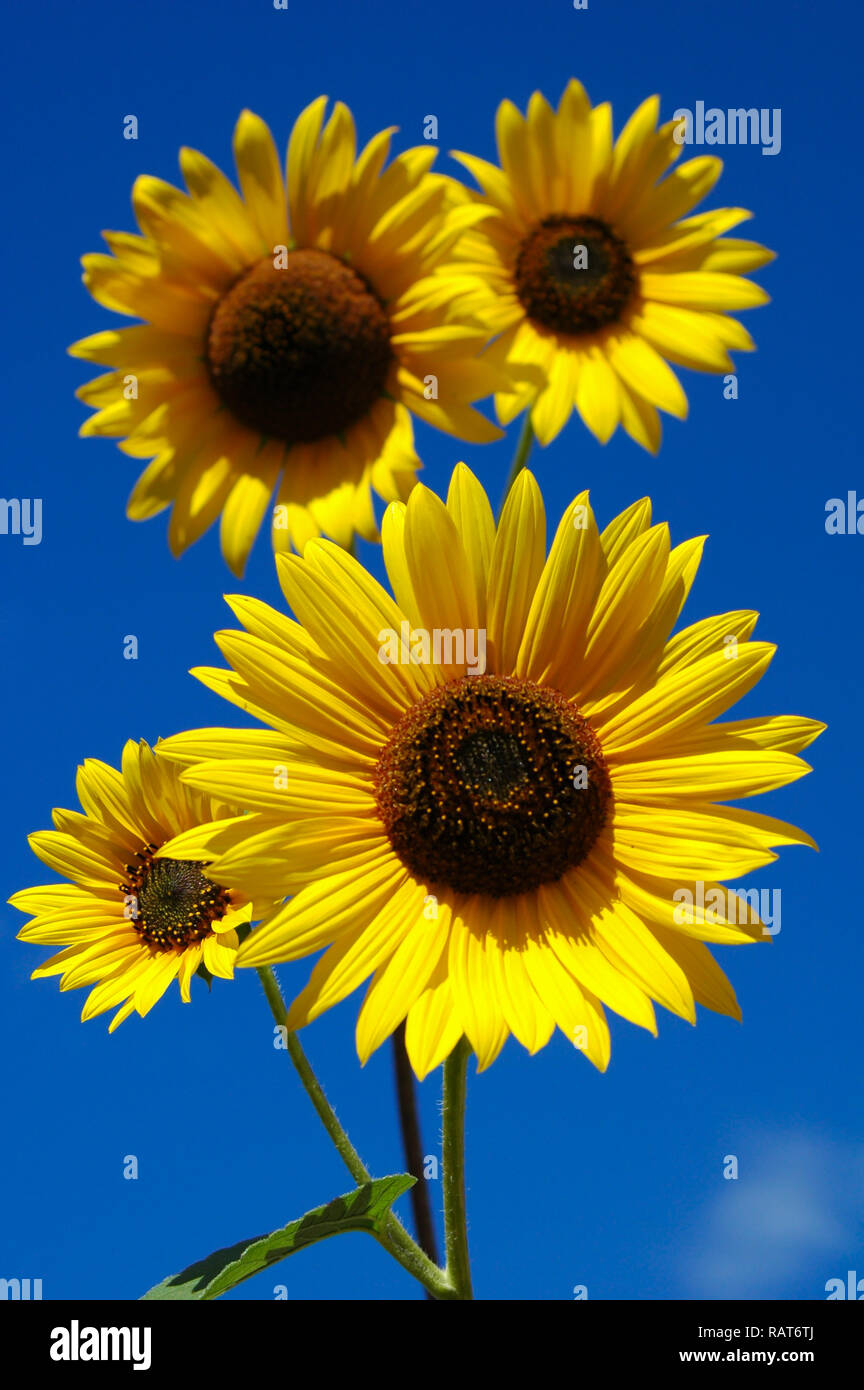 Flowers both wild and cultivated provide beauty, variety and interest ...