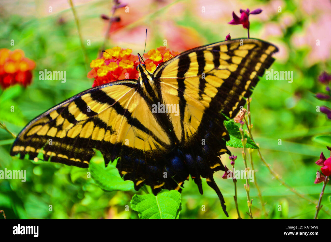 Flowers both wild and cultivated provide beauty, variety and interest ...