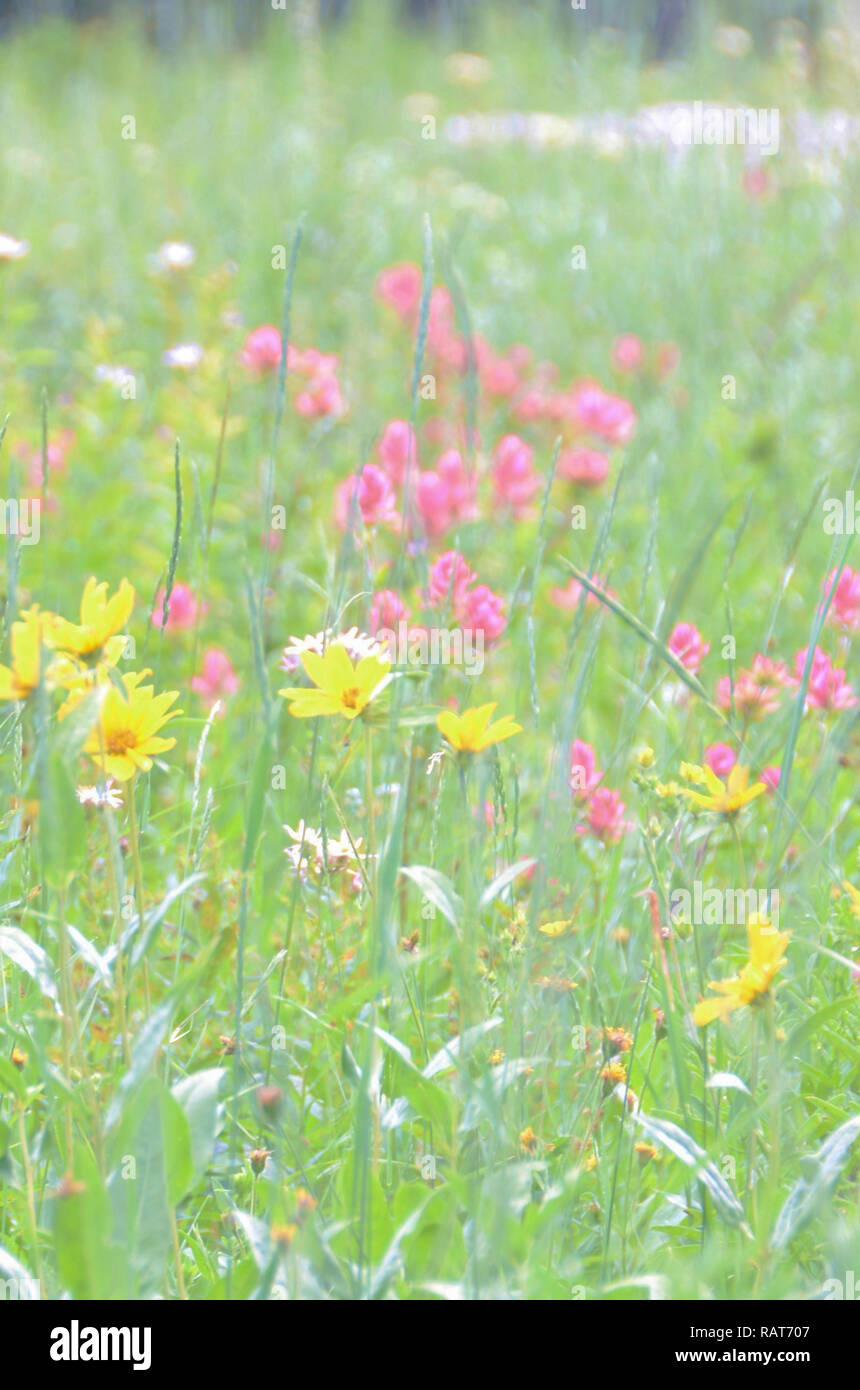 Paintbrush pollination hi-res stock photography and images - Alamy