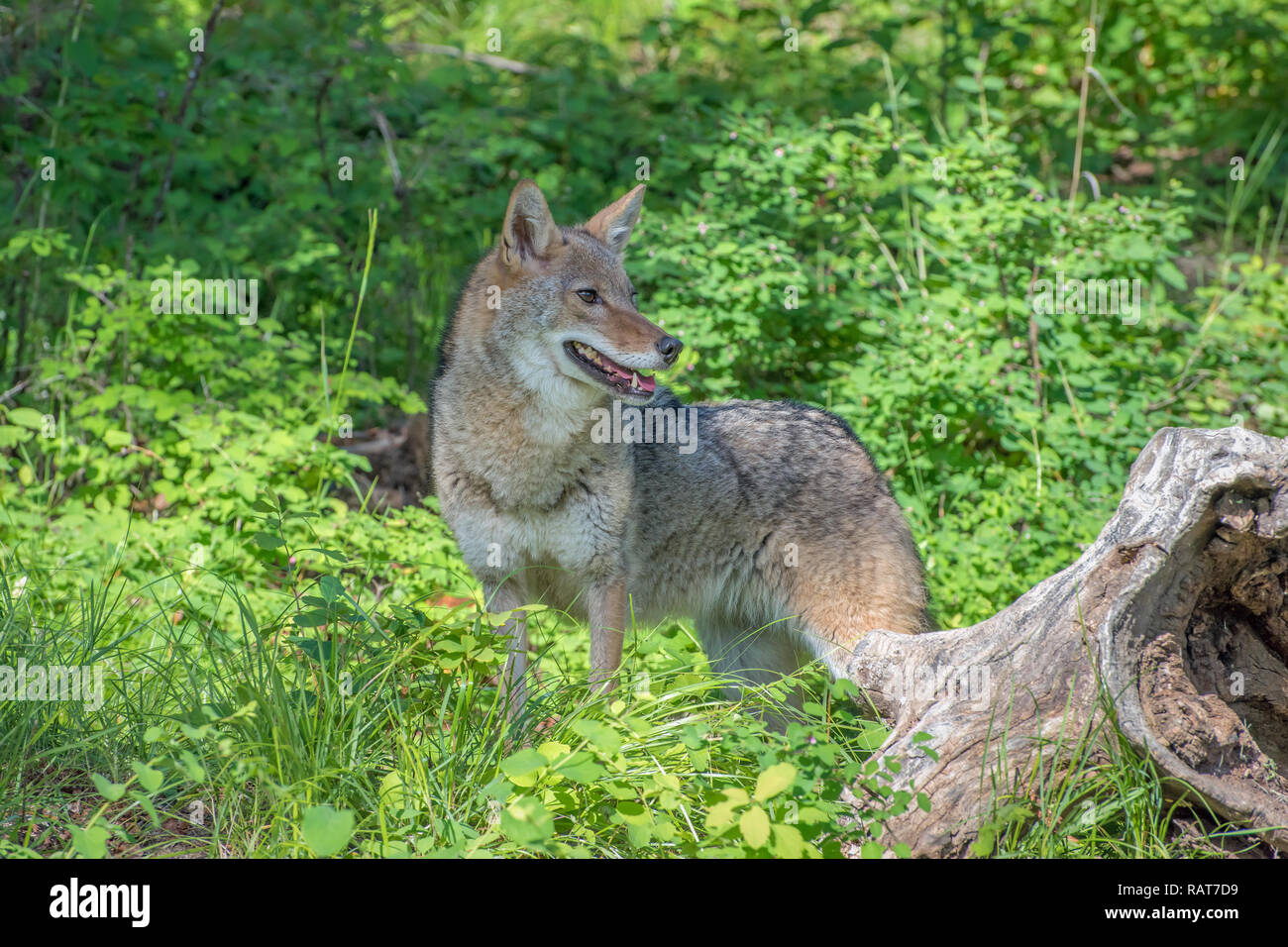 Furry coyote hi-res stock photography and images - Alamy