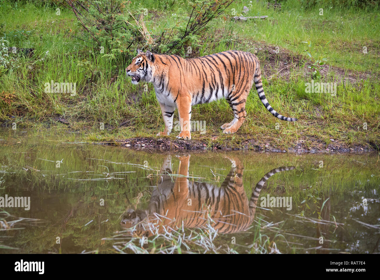 Amur river hi-res stock photography and images - Alamy