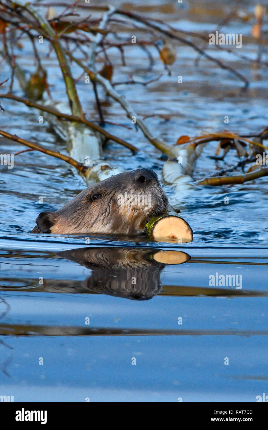 An adult wild beaver "Castor canadensis'', pulling a tree through the ...