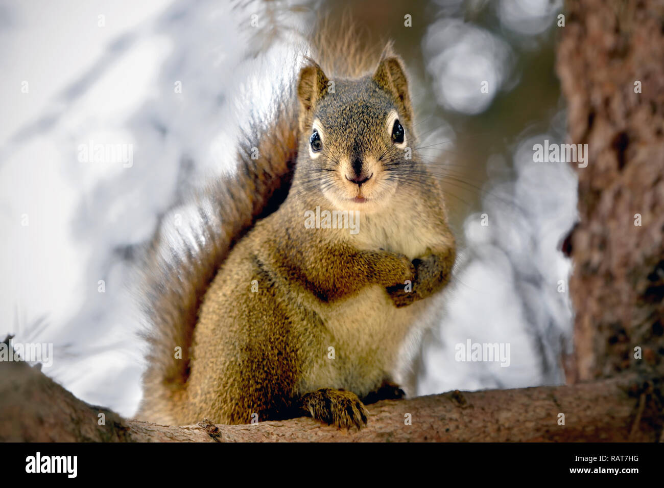 A curious red squirrel "Tamiasciurus hudsonicus"; sitting on a tree ...
