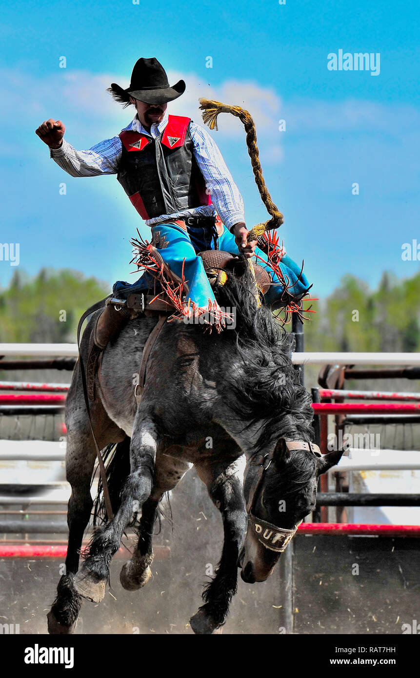 A vertical image of a cowboy riding a wild saddle bronc at an outdoor ...