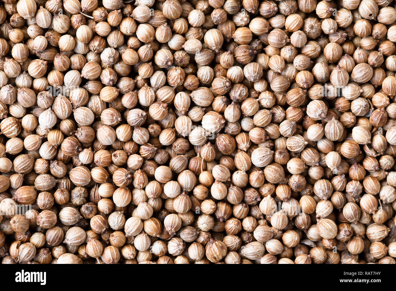 Whole coriander seeds texture or background Stock Photo - Alamy