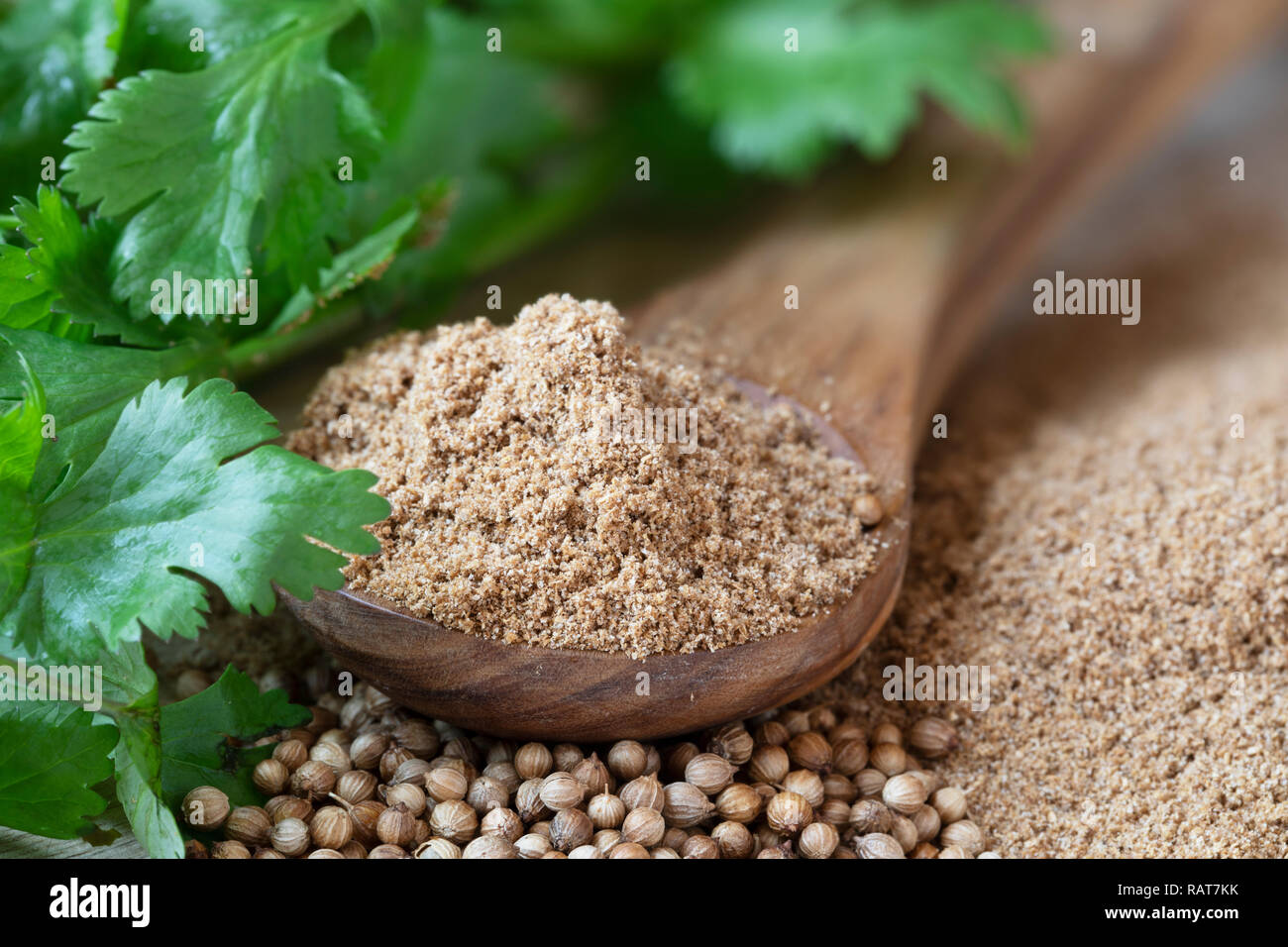Wooden spoon fule of coriander powder surrounded by cilantro leaves and whole coriander seeds ...
