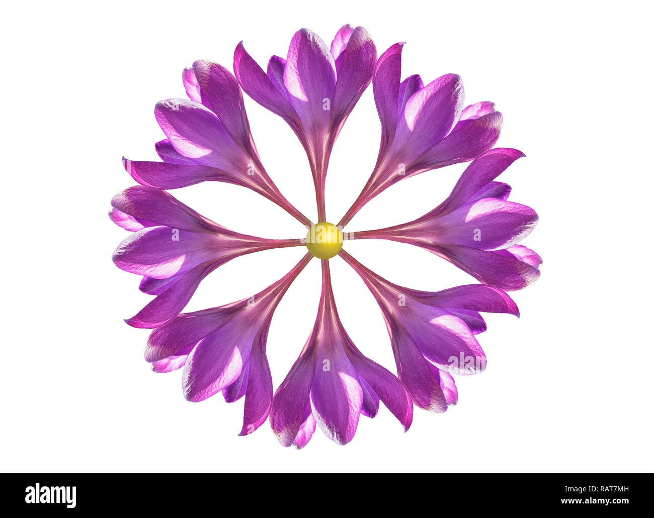 Plant mandala Cut Out Stock Images & Pictures - Alamy