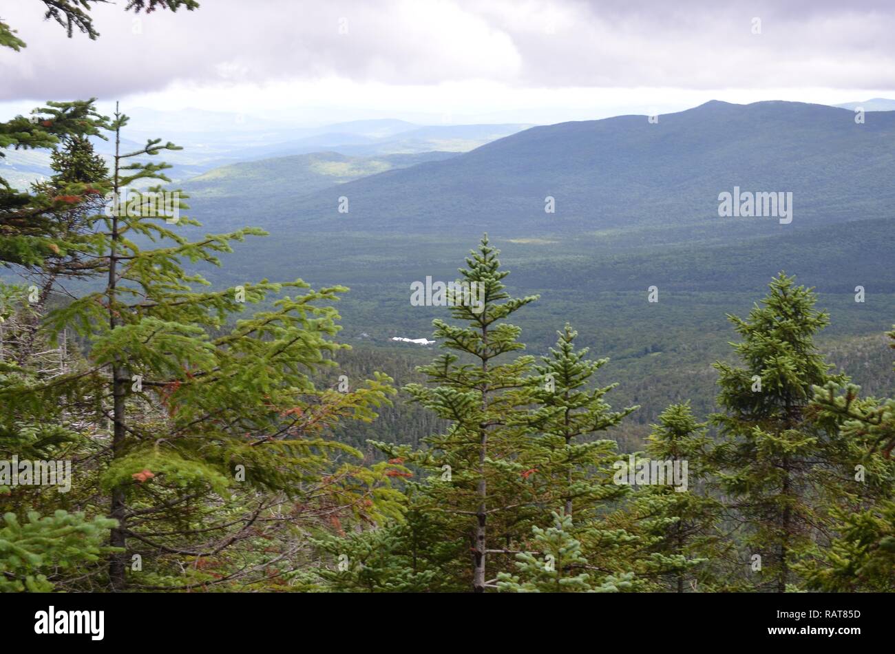 Evergreen tree in white mountains hi-res stock photography and images ...