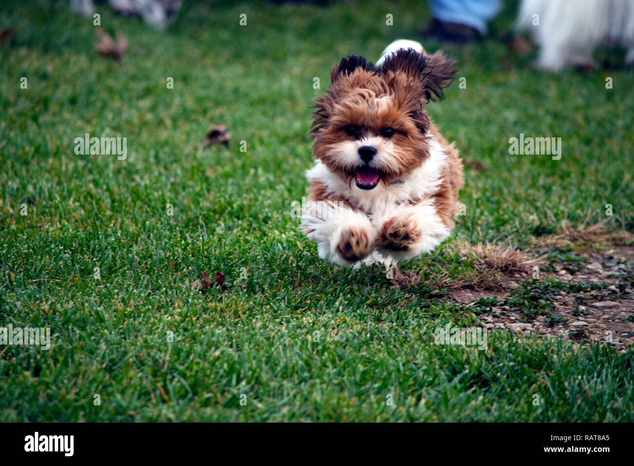 Alexa lauren hi-res stock photography and images - Alamy