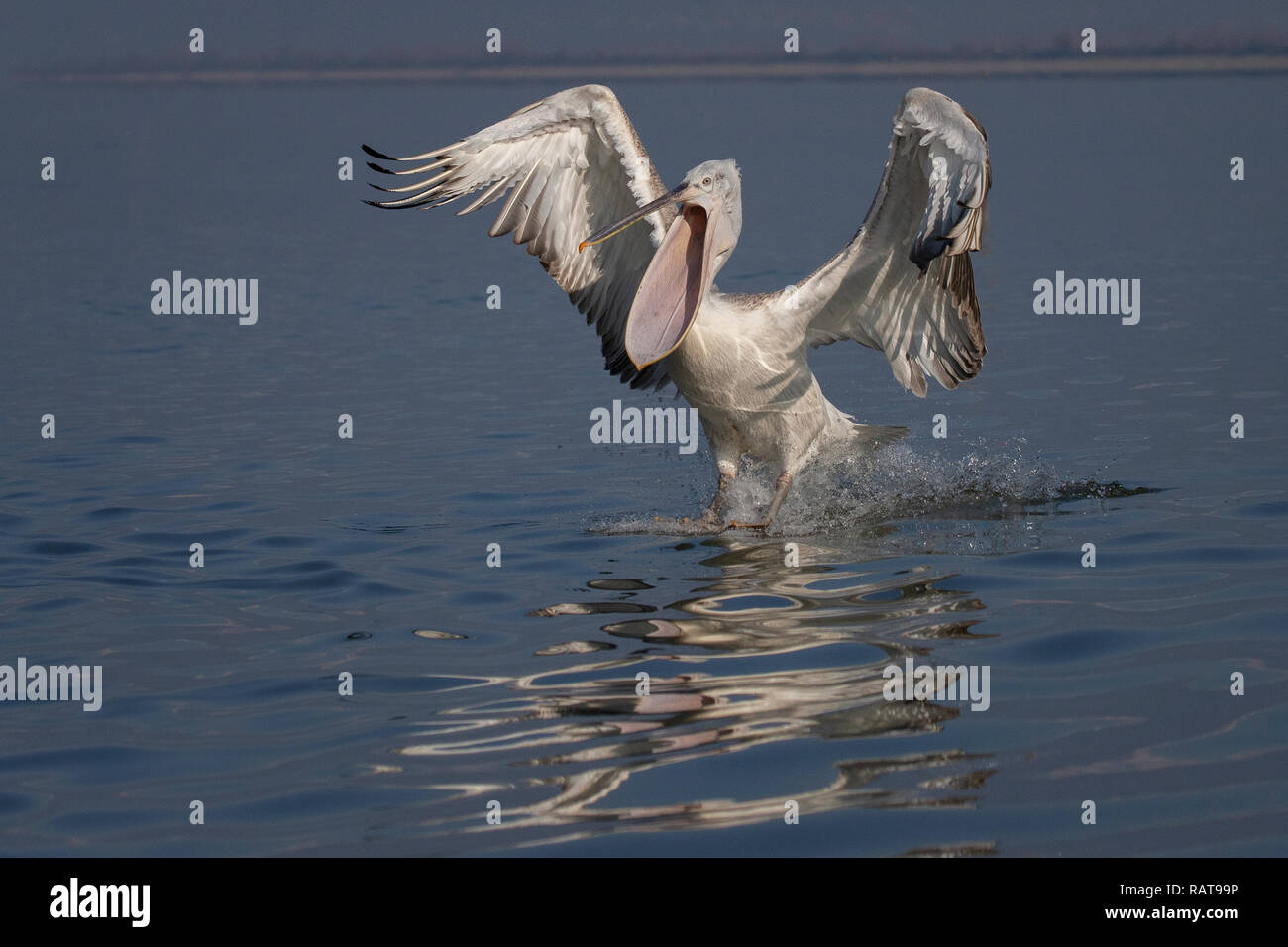 Pelican with mouth open hi-res stock photography and images - Alamy