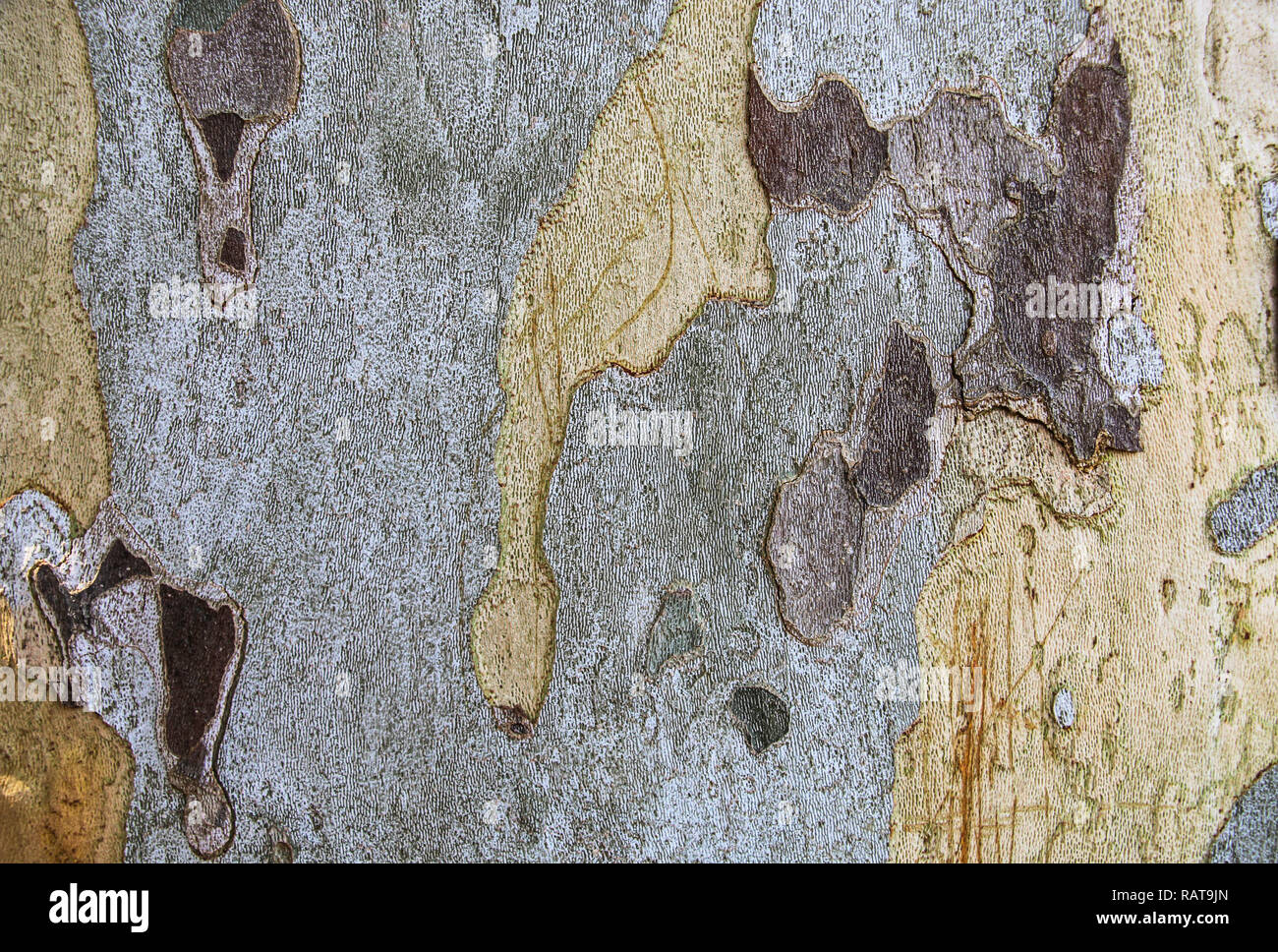 bark of platan tree Stock Photo - Alamy
