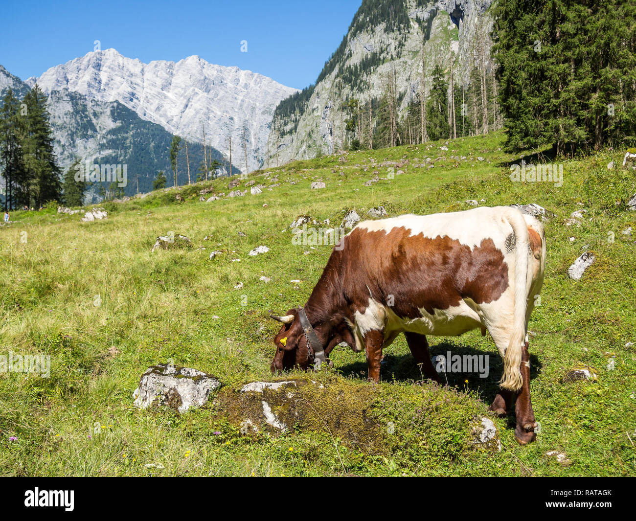 Alm bell hi-res stock photography and images - Alamy