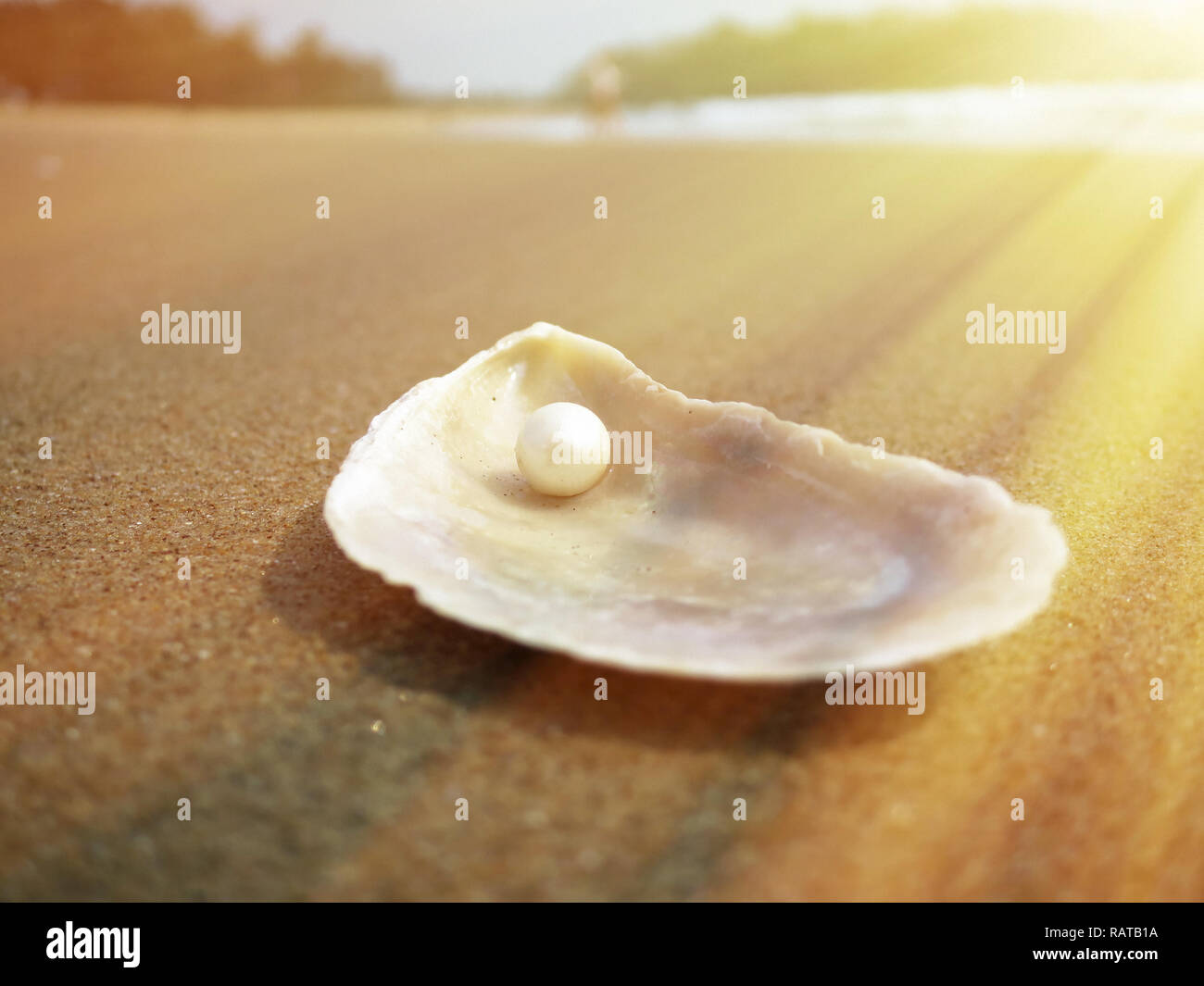 Sea shell on the sandy beach of Goa, India Stock Photo - Alamy