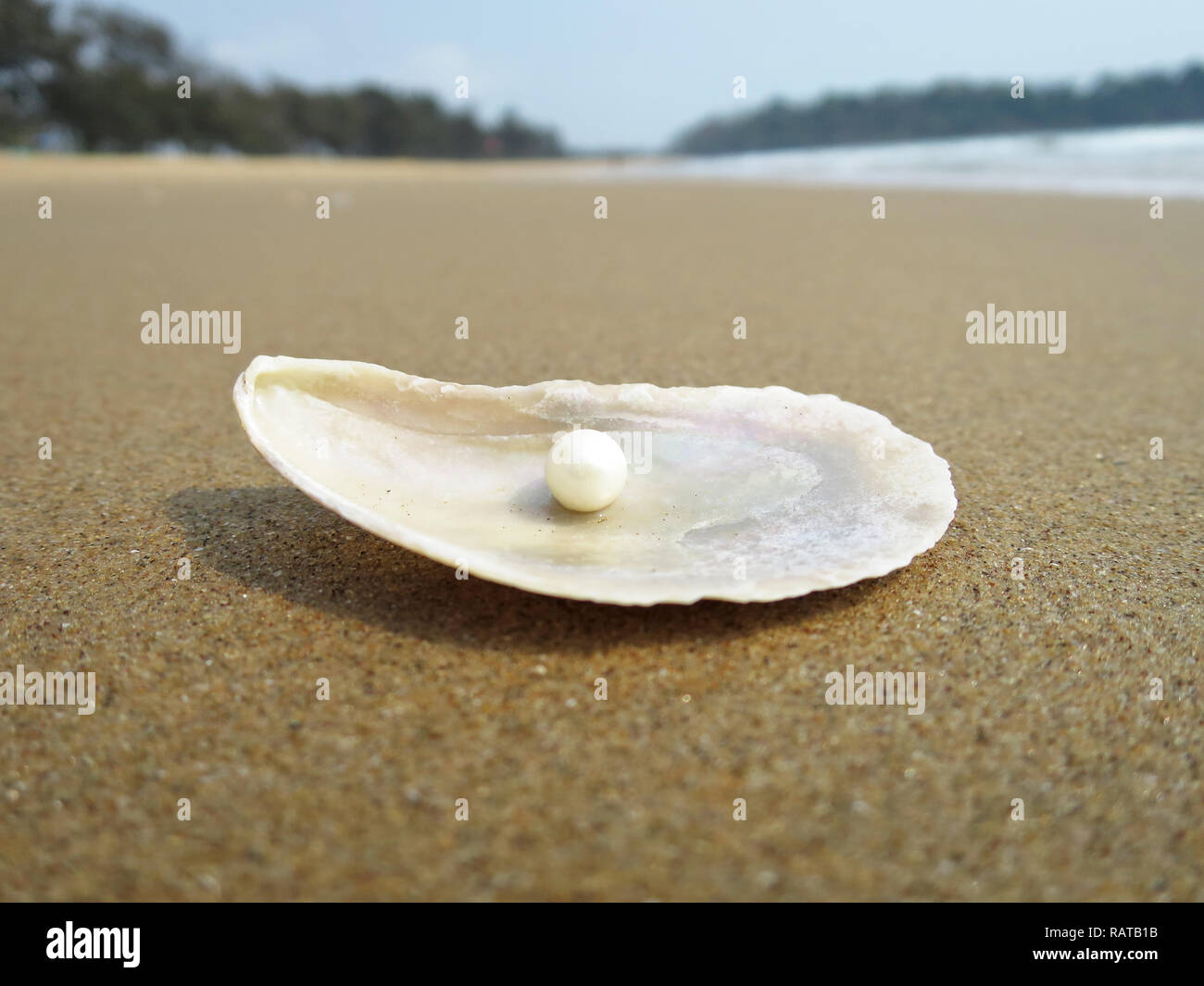 Sea shell on the sandy beach of Goa, India Stock Photo - Alamy