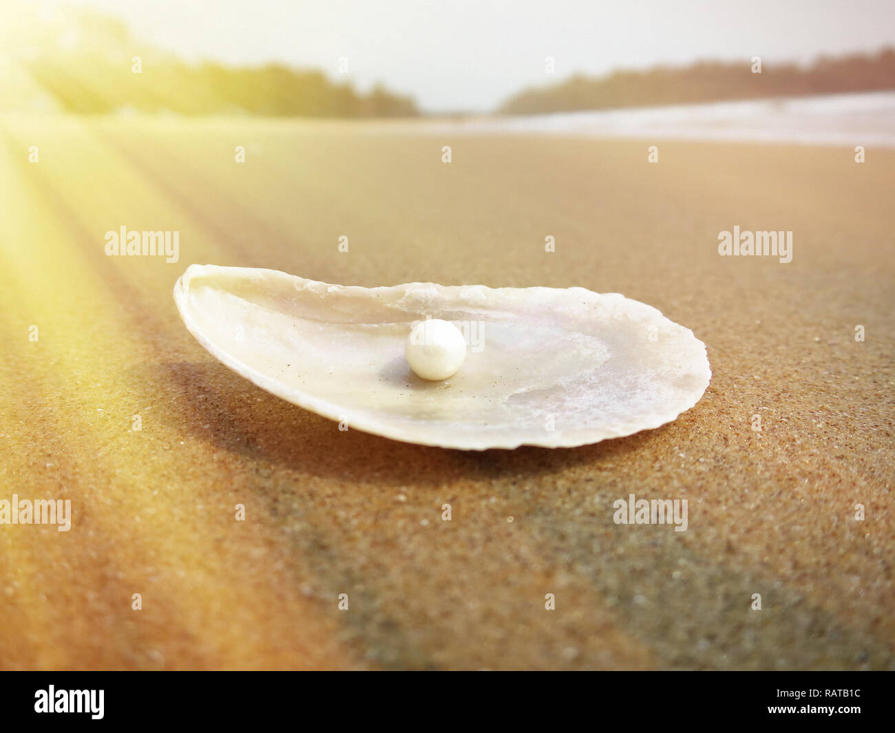 India sea oyster hi-res stock photography and images - Alamy