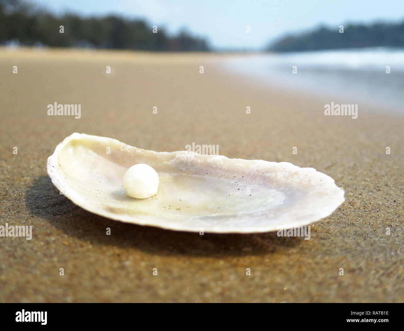 Beach shell hi-res stock photography and images - Alamy
