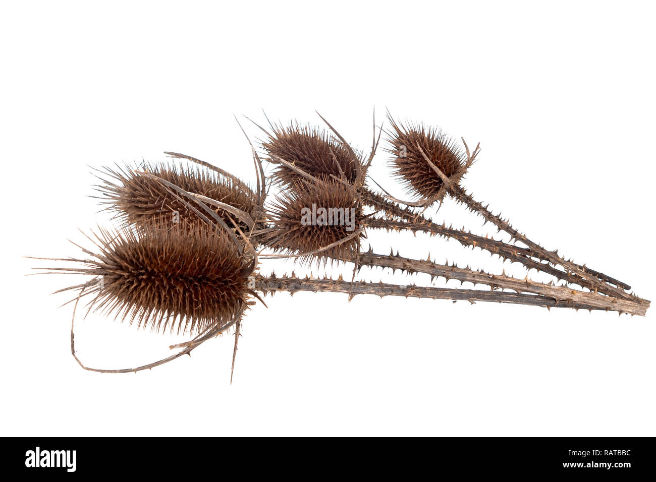 Teasels, teazels. Dipsacus fullonum isolated on white background Stock ...
