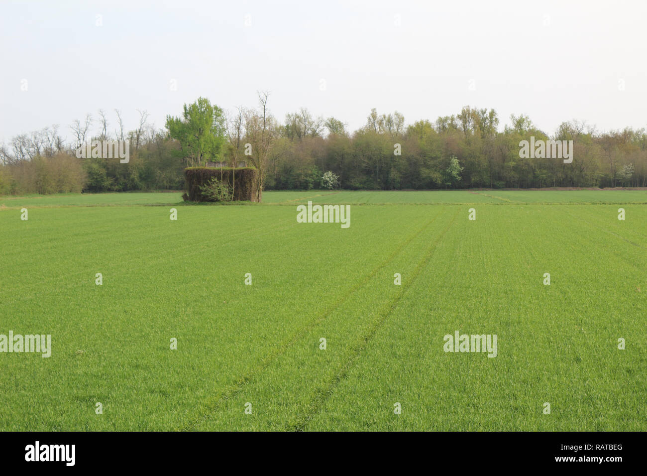 A countryside rural landscape with a grazing, mowed grass and an ...