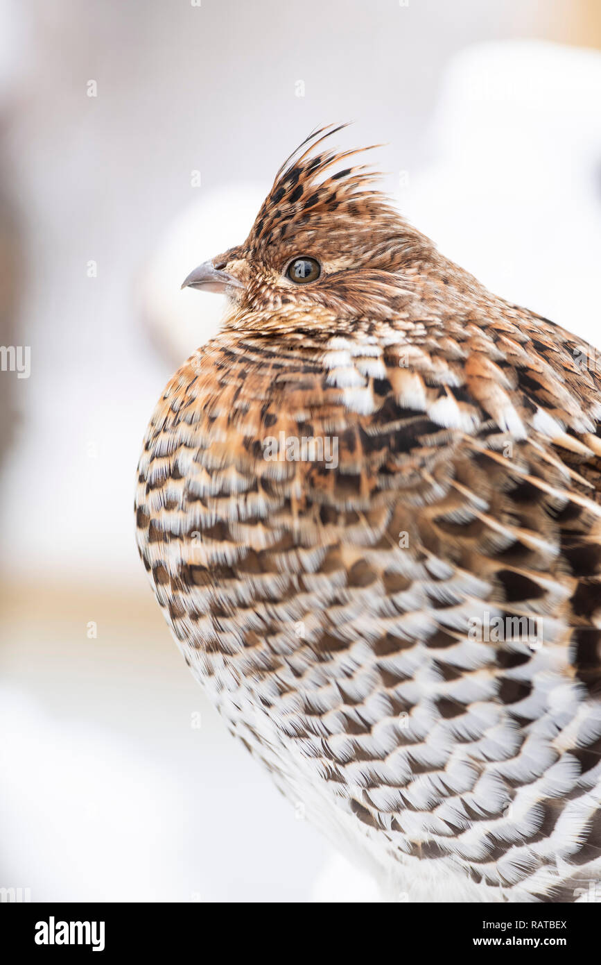 A Ruffed Grouse on a winter day in Minnesota Stock Photo - Alamy