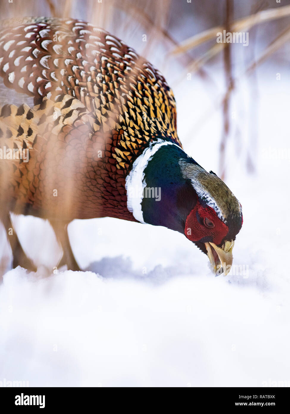 A rooster Pheasant on a cold winter day in South Dakota Stock Photo - Alamy