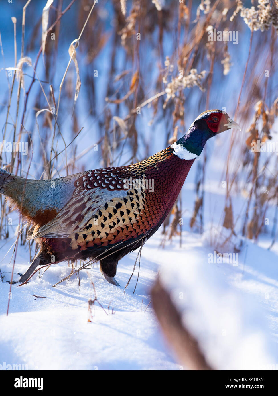 A rooster Pheasant on a cold winter day in South Dakota Stock Photo - Alamy