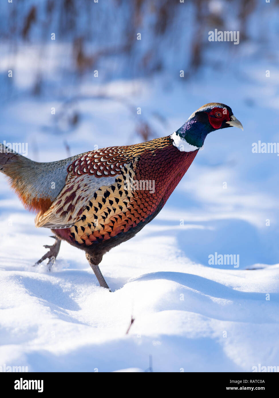 A rooster Pheasant on a cold winter day in South Dakota Stock Photo - Alamy