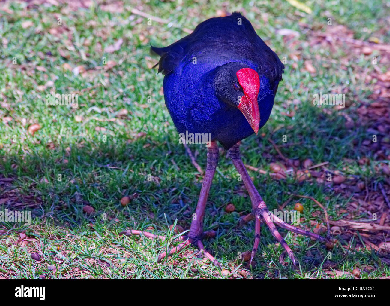 Pukeko native new zealand bird hi-res stock photography and images - Alamy