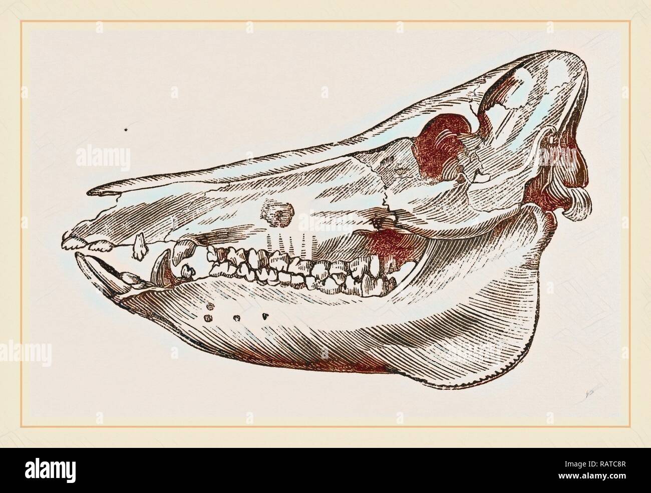 Skull of the Ilog. Reimagined by Gibon. Classic art with a modern twist ...