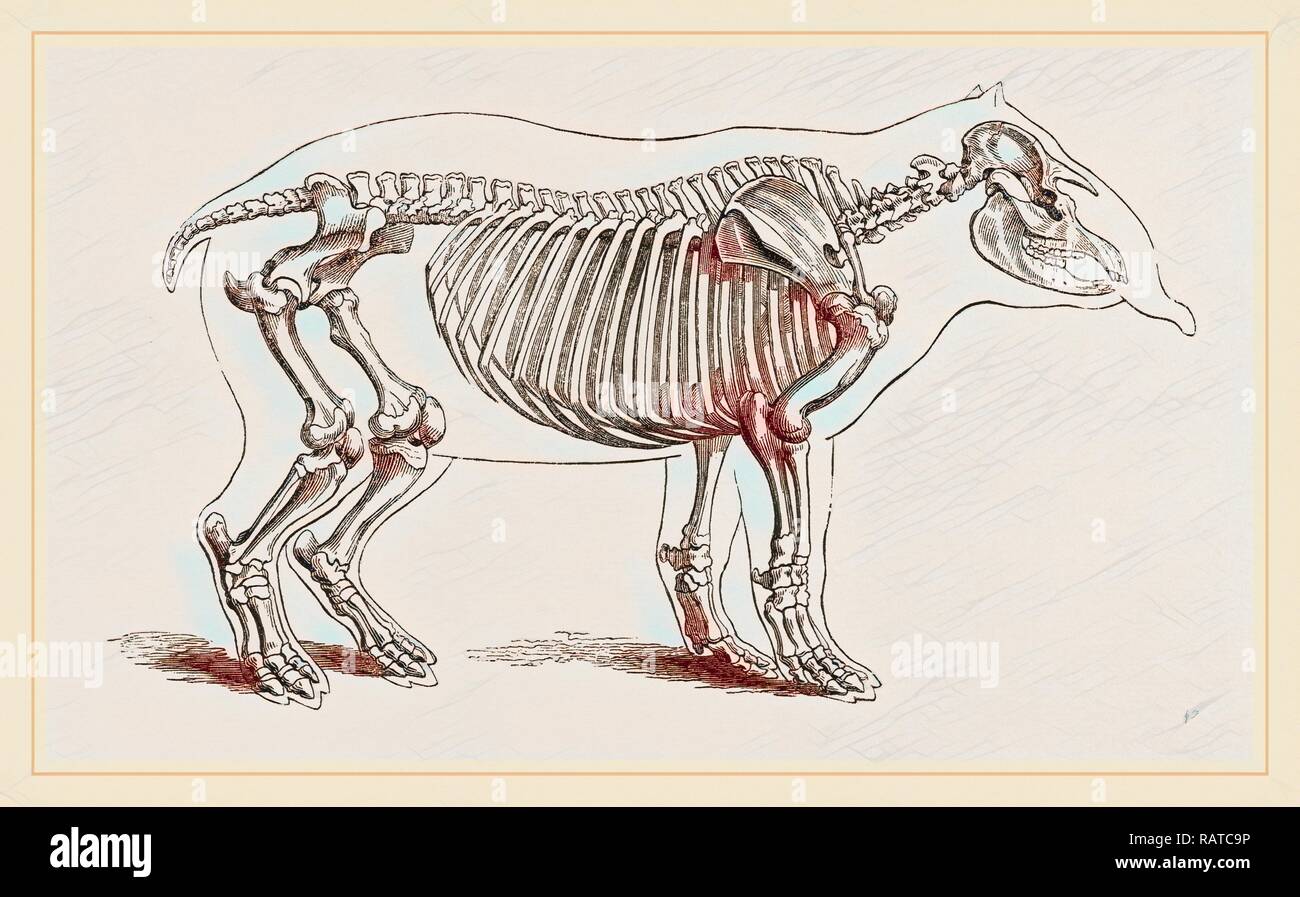 Malayan Tapir Skeleton