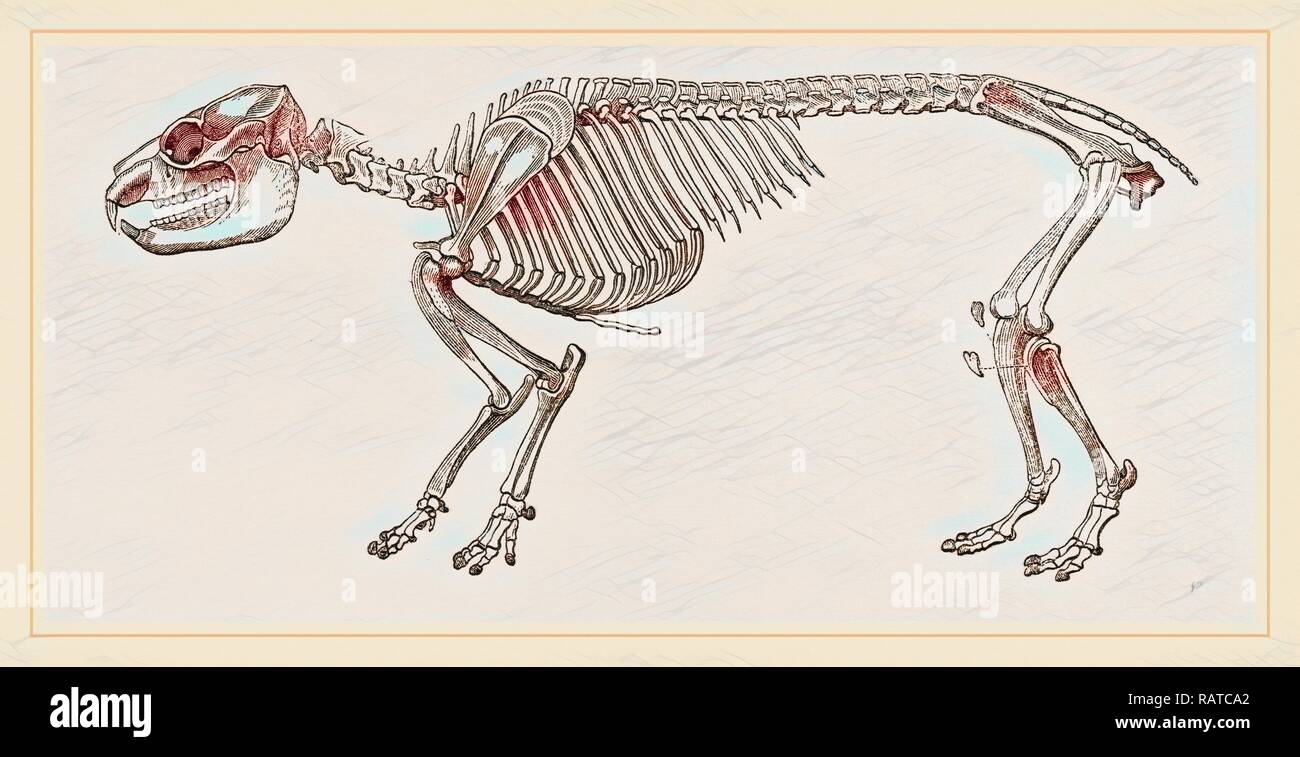 Skeleton of Daman. Reimagined by Gibon. Classic art with a modern twist ...