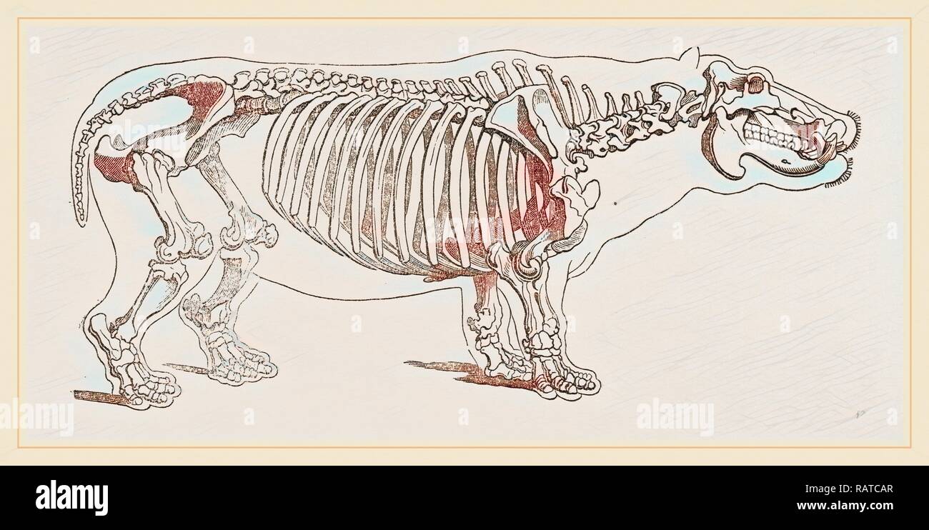 Hippopotamus skeleton hi-res stock photography and images - Alamy