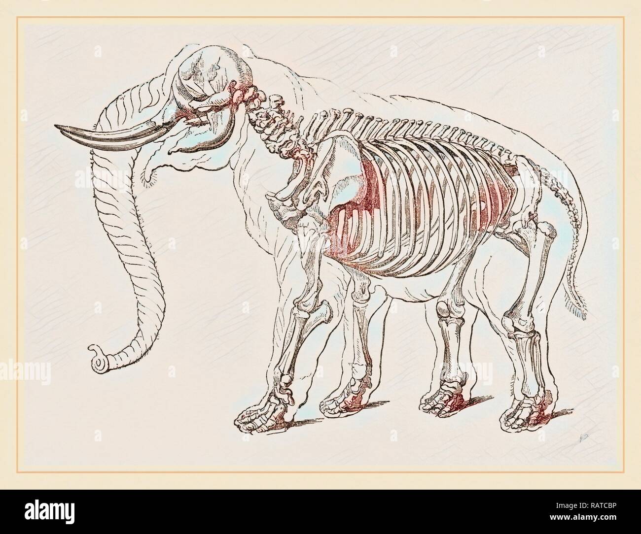 Skeleton of Elephant. Reimagined by Gibon. Classic art with a modern ...
