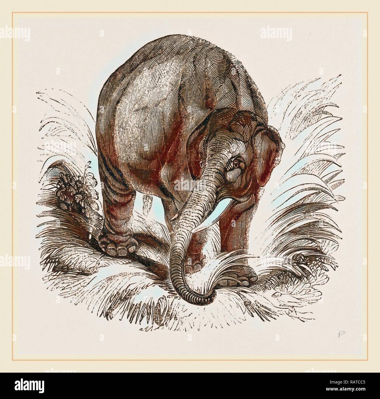 Asiatic Elephant. Reimagined by Gibon. Classic art with a modern twist ...