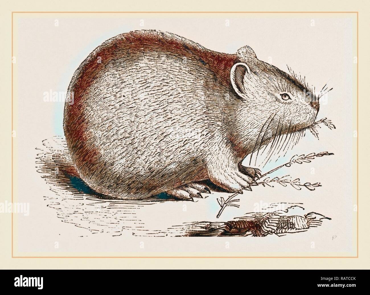 Dwarf Pika. Reimagined by Gibon. Classic art with a modern twist ...
