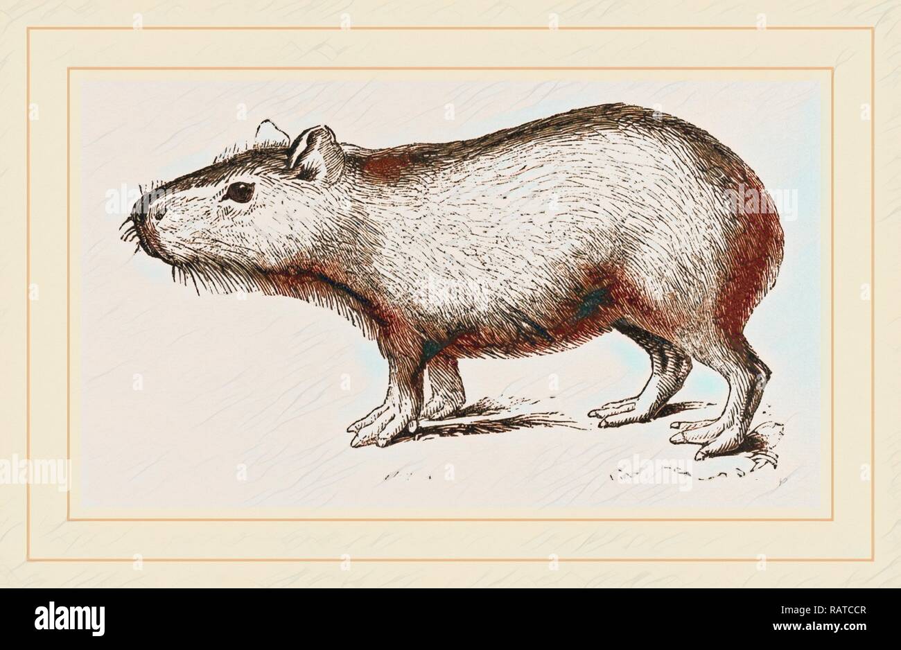 Capybara. Reimagined by Gibon. Classic art with a modern twist ...