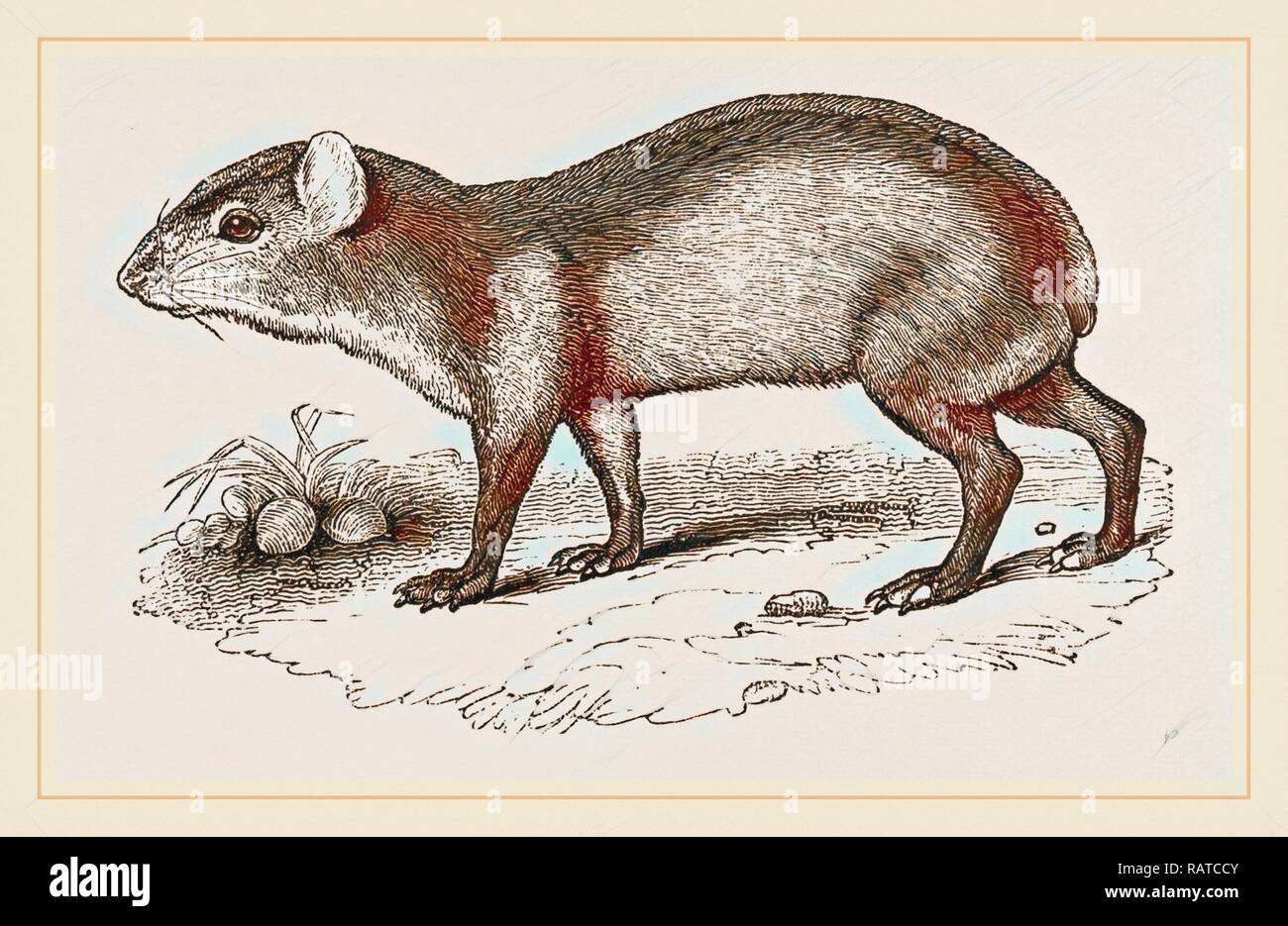 Black Agouti. Reimagined by Gibon. Classic art with a modern twist ...