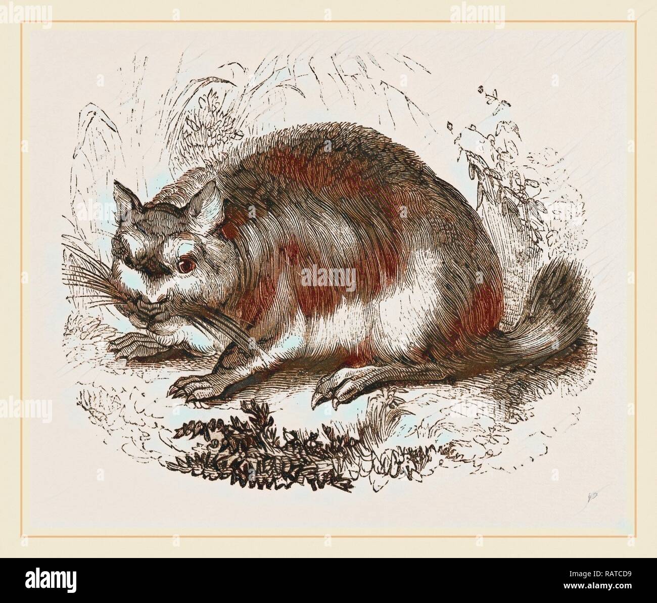 Viscacha. Reimagined by Gibon. Classic art with a modern twist ...