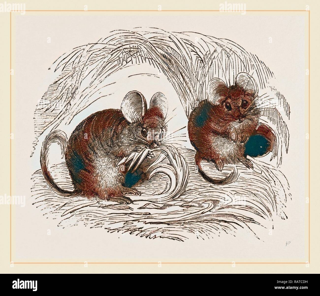 Chinchilla. Reimagined by Gibon. Classic art with a modern twist ...