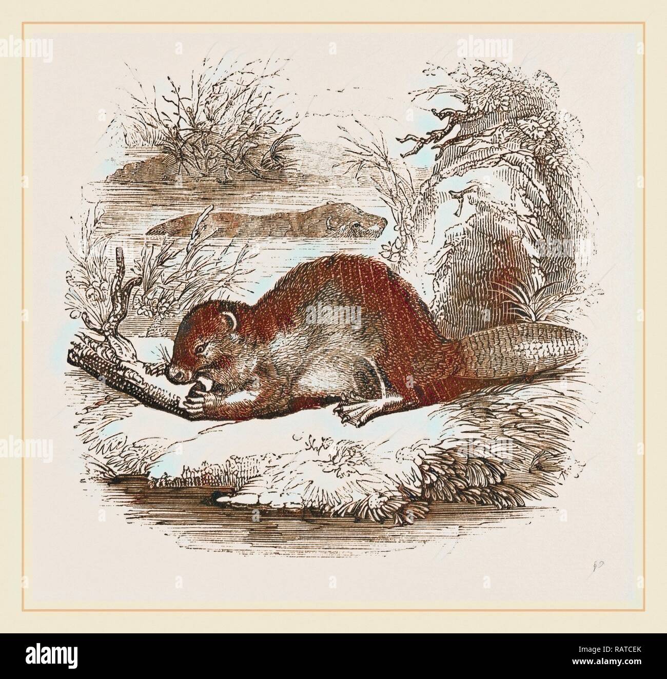 Beaver. Reimagined by Gibon. Classic art with a modern twist reimagined ...