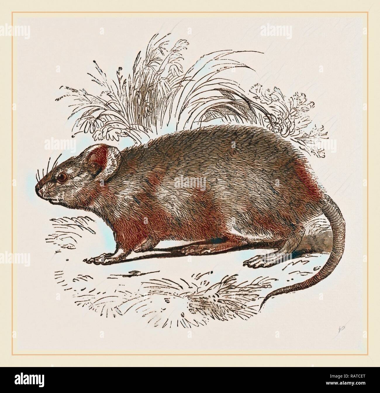 Caffre Broad-eared Rat. Reimagined by Gibon. Classic art with a modern ...