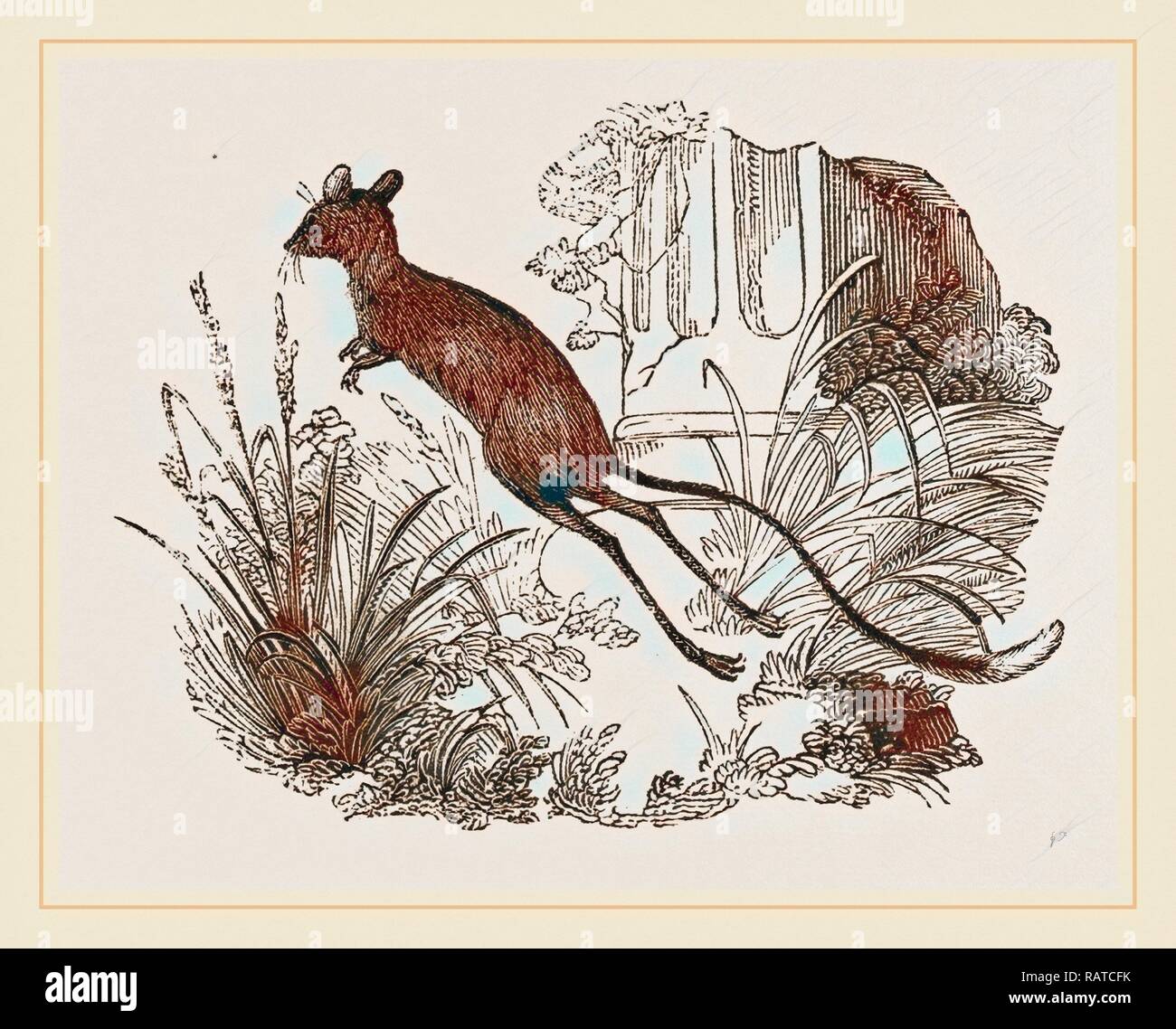 Egyptian Jerboa. Reimagined by Gibon. Classic art with a modern twist ...