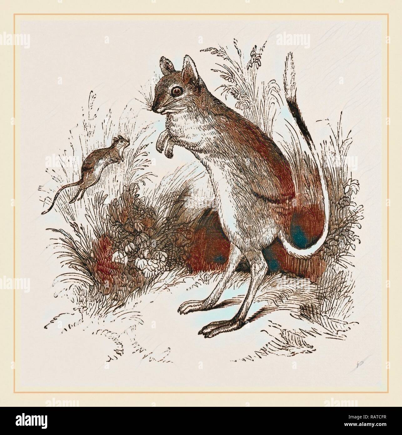 Dark-banded Jerboa. Reimagined by Gibon. Classic art with a modern ...