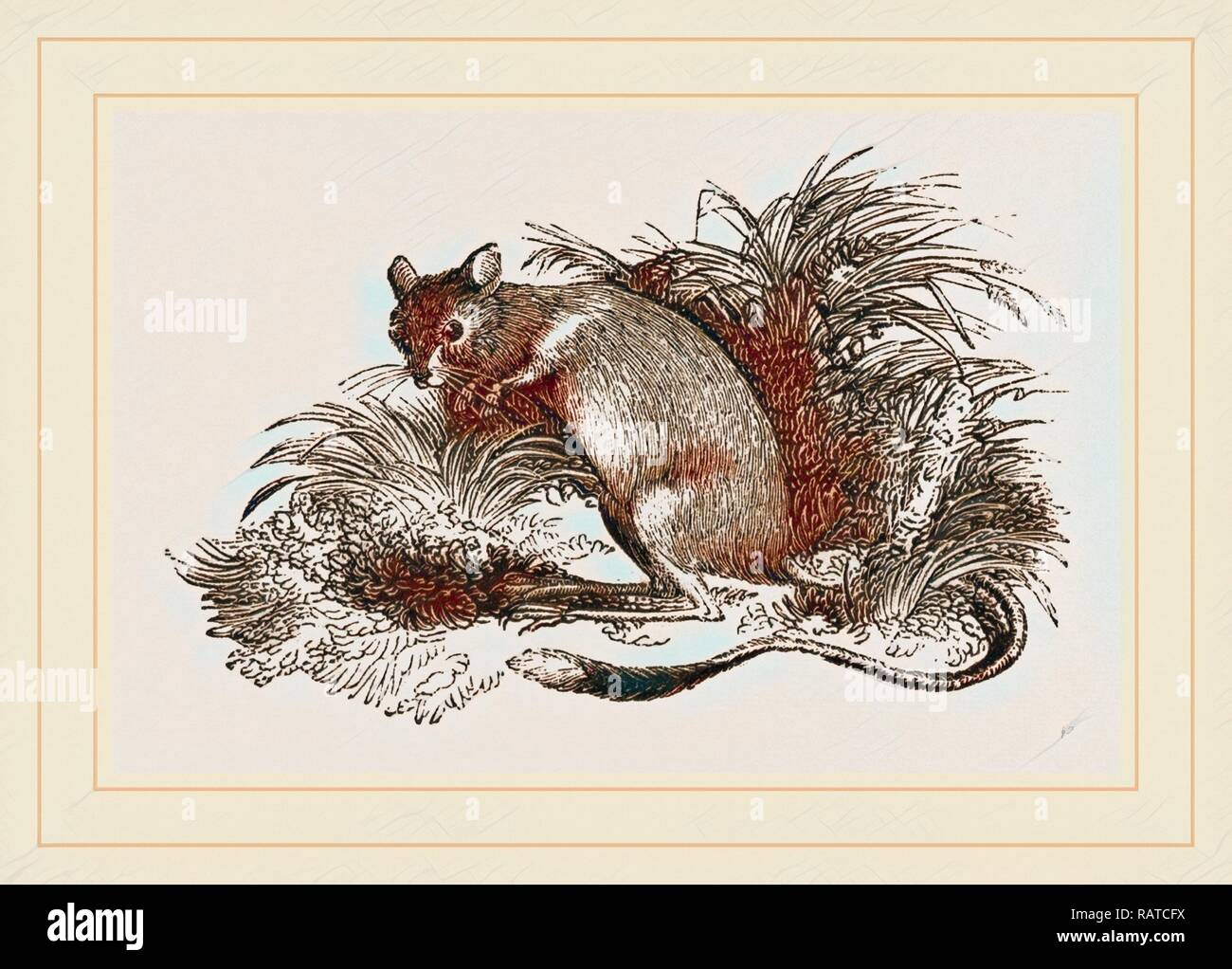 Egyptian Jerboa. Reimagined by Gibon. Classic art with a modern twist ...