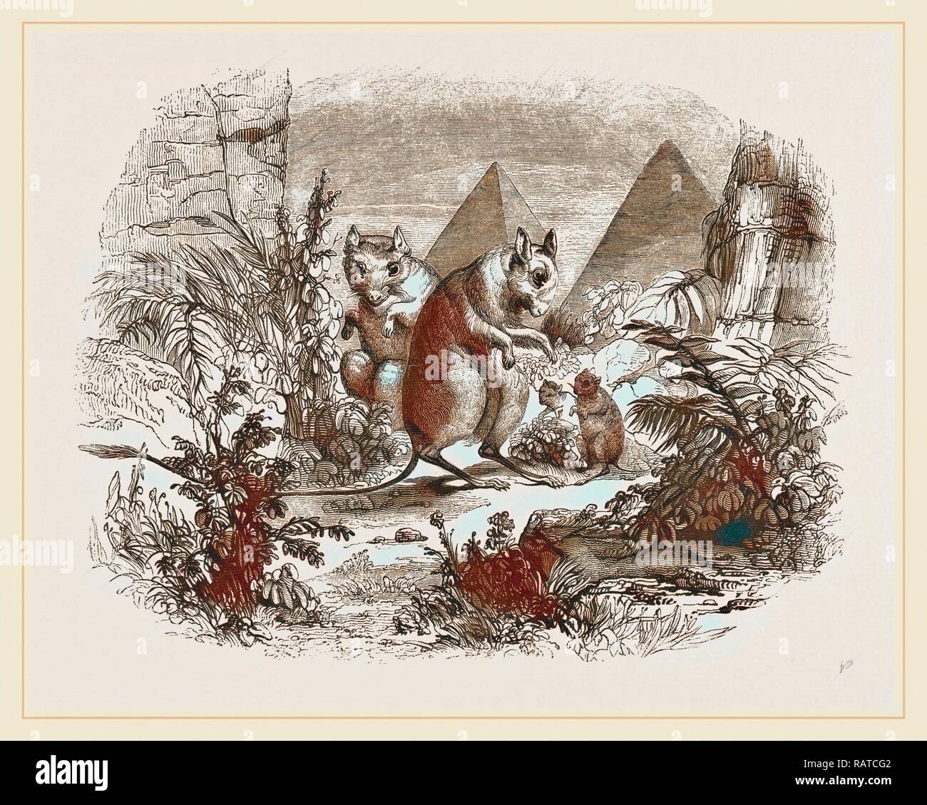 Egyptian Jerboas. Reimagined by Gibon. Classic art with a modern twist ...