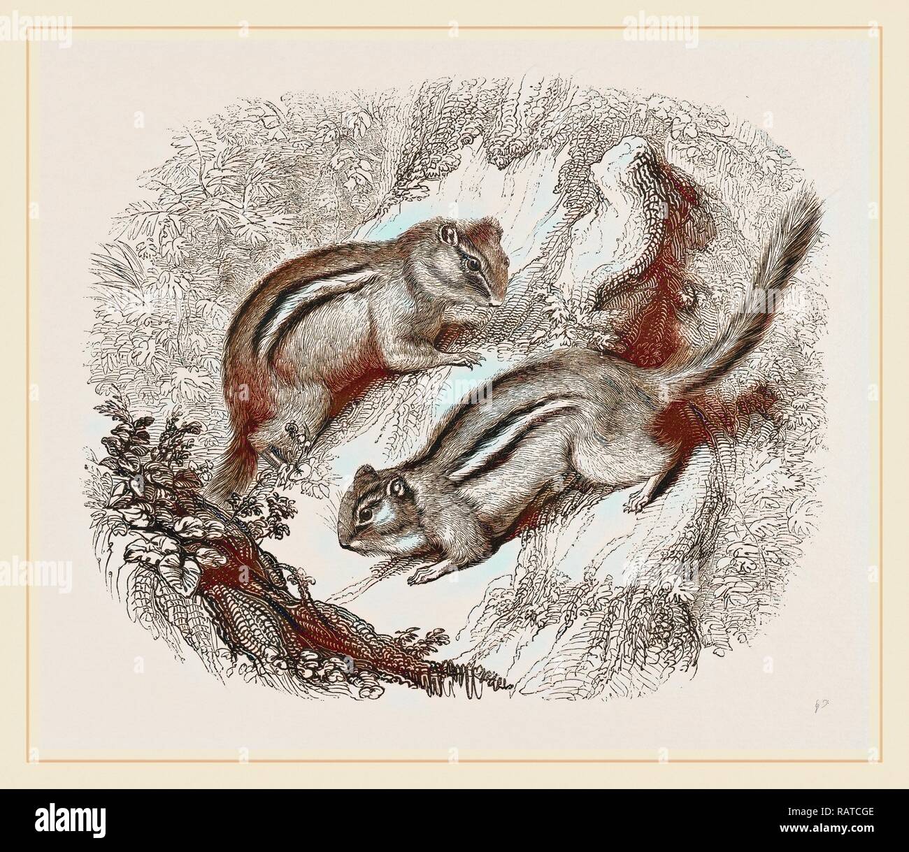 Common Ground Squirrel. Reimagined by Gibon. Classic art with a modern ...